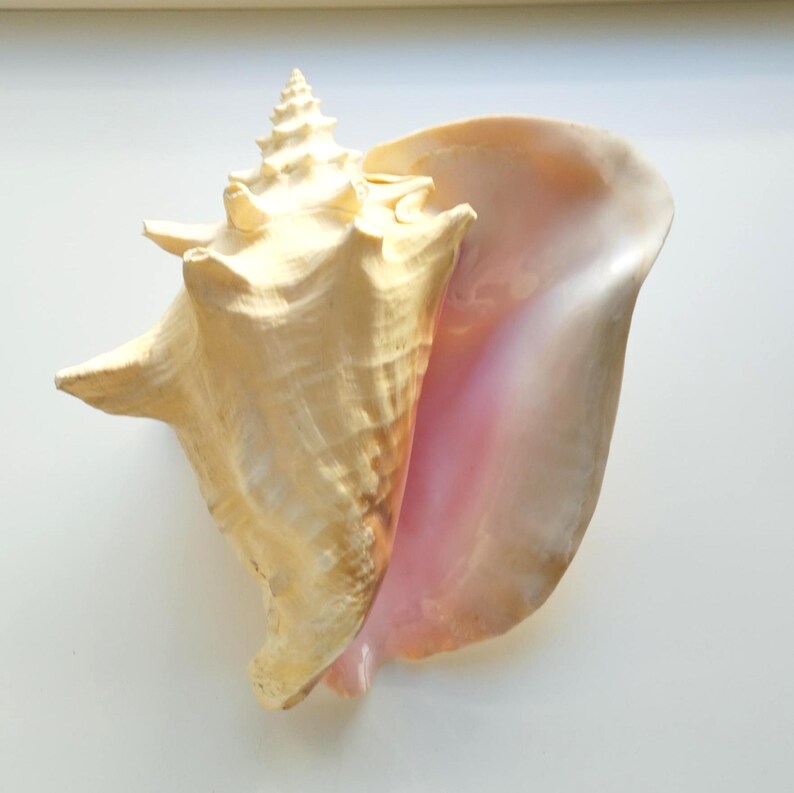 Queen Conch Shell 10'' - Natural Decor - Etsy