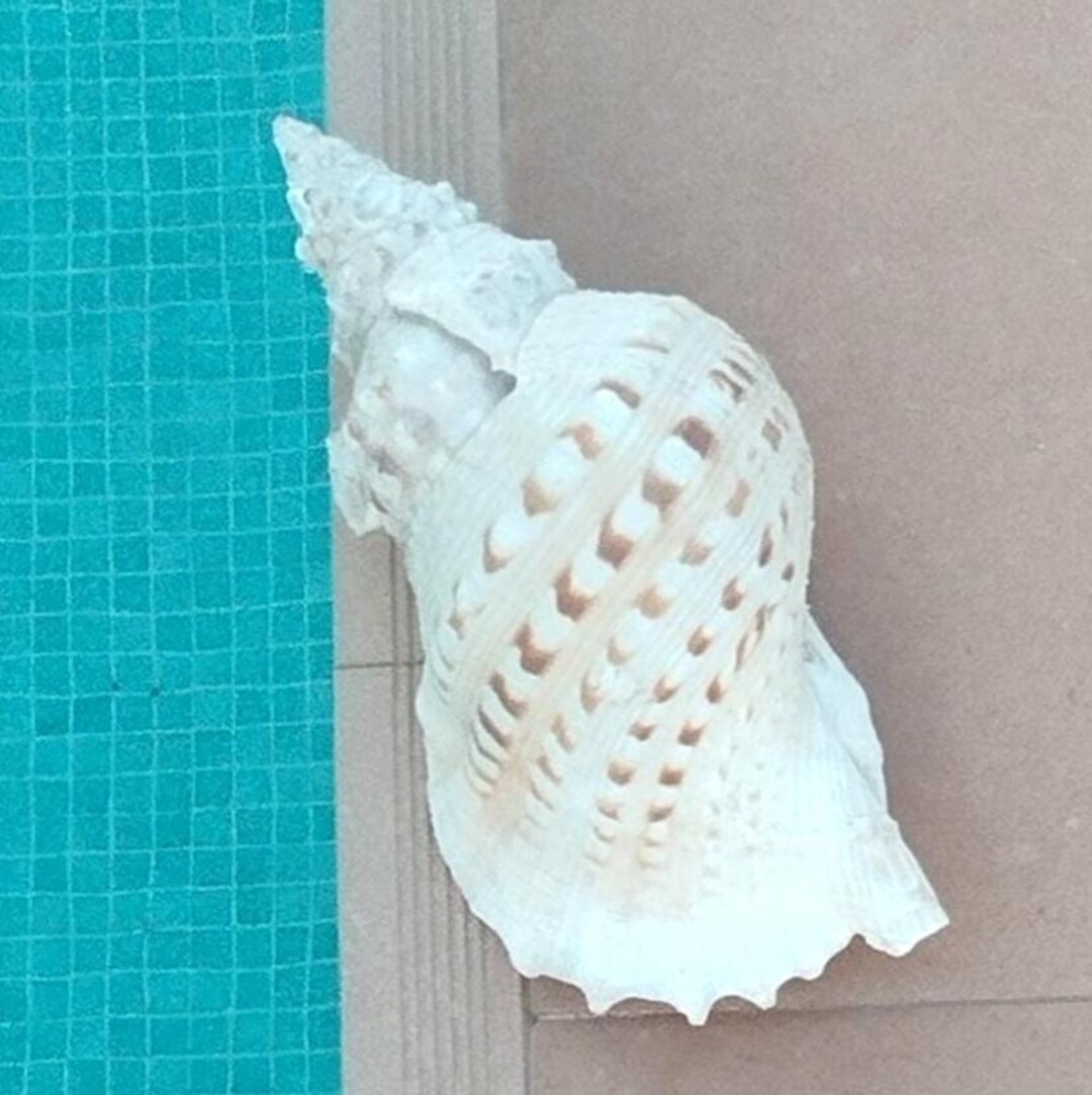 Vintage Tritons Trumpet Seashell, Large Conch Shell Decor (12.5 Inch ...