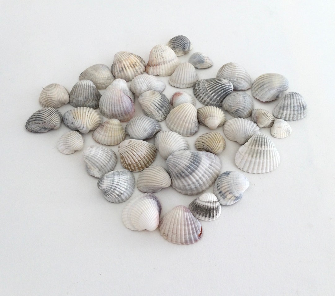 Grey Cockle Shells Mixed Size Shell Lot X 40 Home Decor Crafts Supplies ...
