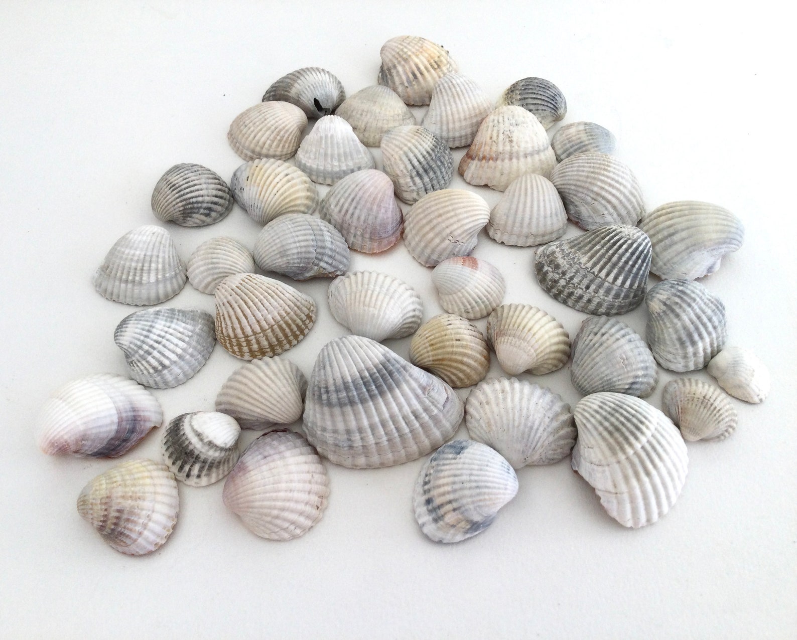 Grey Cockle Shells Mixed Size Shell Lot X 40 Home Decor - Etsy