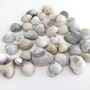 Grey Cockle Shells - Mixed Size Shell Lot X 40 - Home Decor Crafts ...