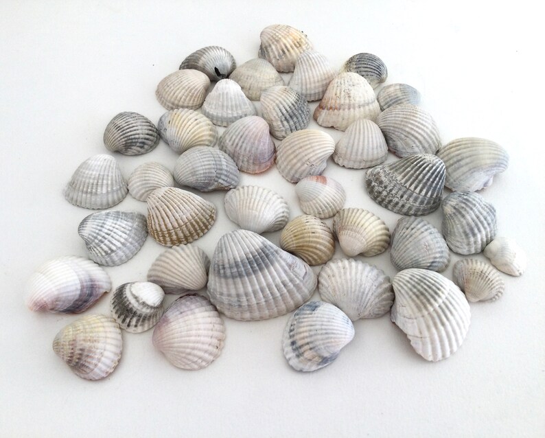 Grey Cockle Shells Mixed Size Shell Lot X 40 Home Decor - Etsy
