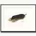 PRINT -mole Painting, Mole Watercolor, Mole Print, Mole Art, Mole Mouse ...