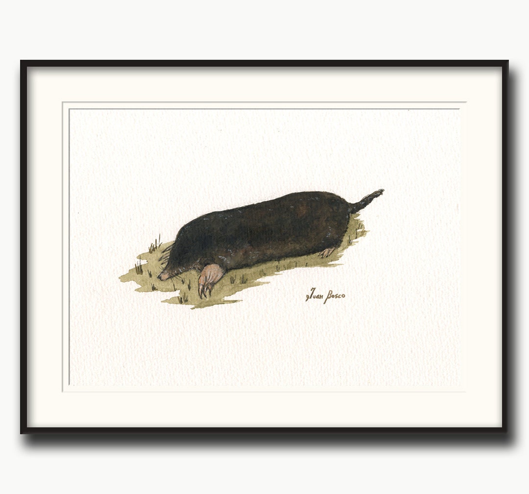 PRINT -mole Painting, Mole Watercolor, Mole Print, Mole Art, Mole Mouse ...