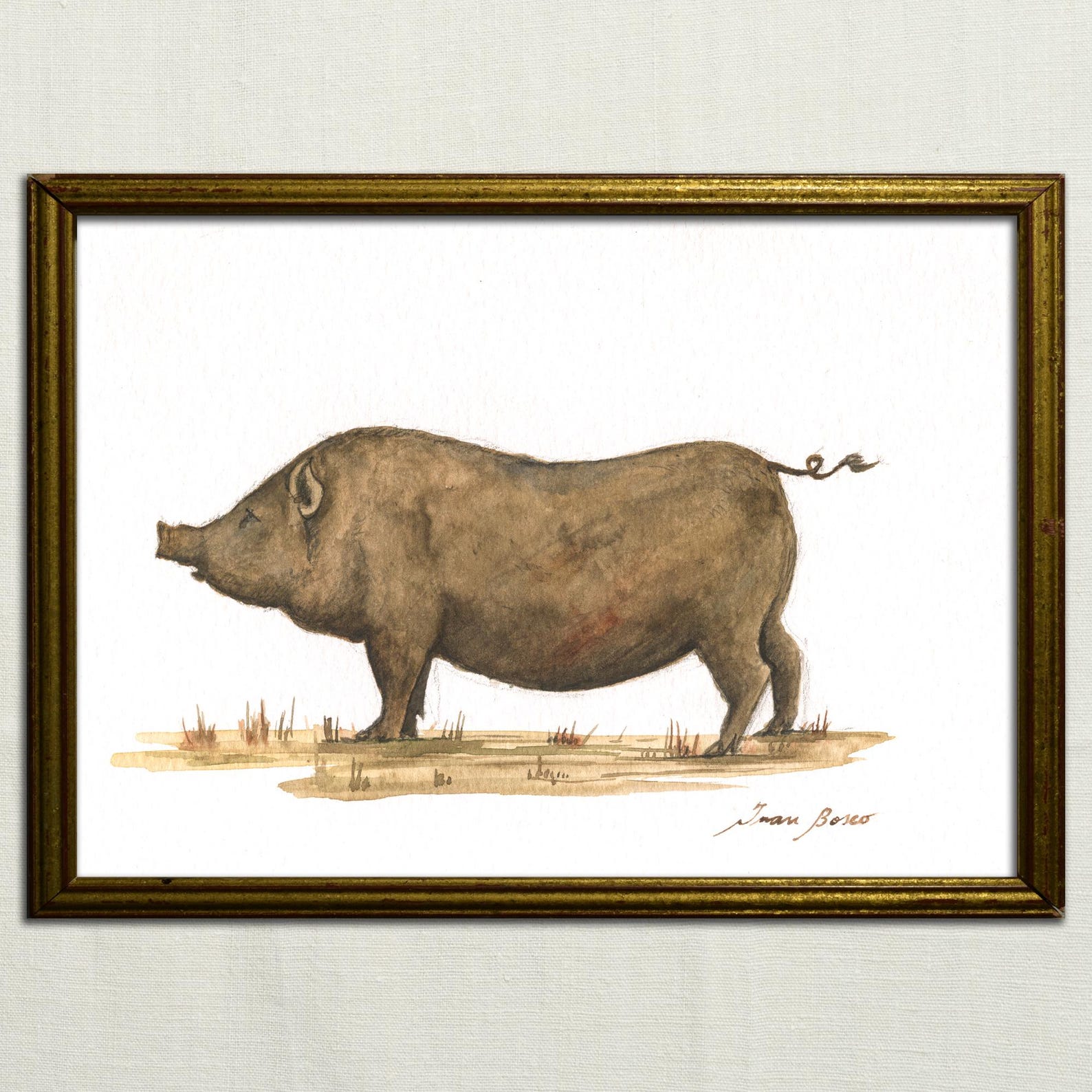 Brown Pig Watercolor on Paper Painting, Sus Domesticus, Brown Swine ...