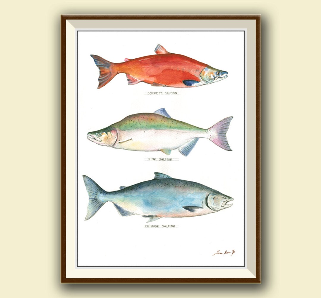 Sockeye Salmon Pink Salmon & Chinook Salmon Salmon Fish Art Fly Fishing ...