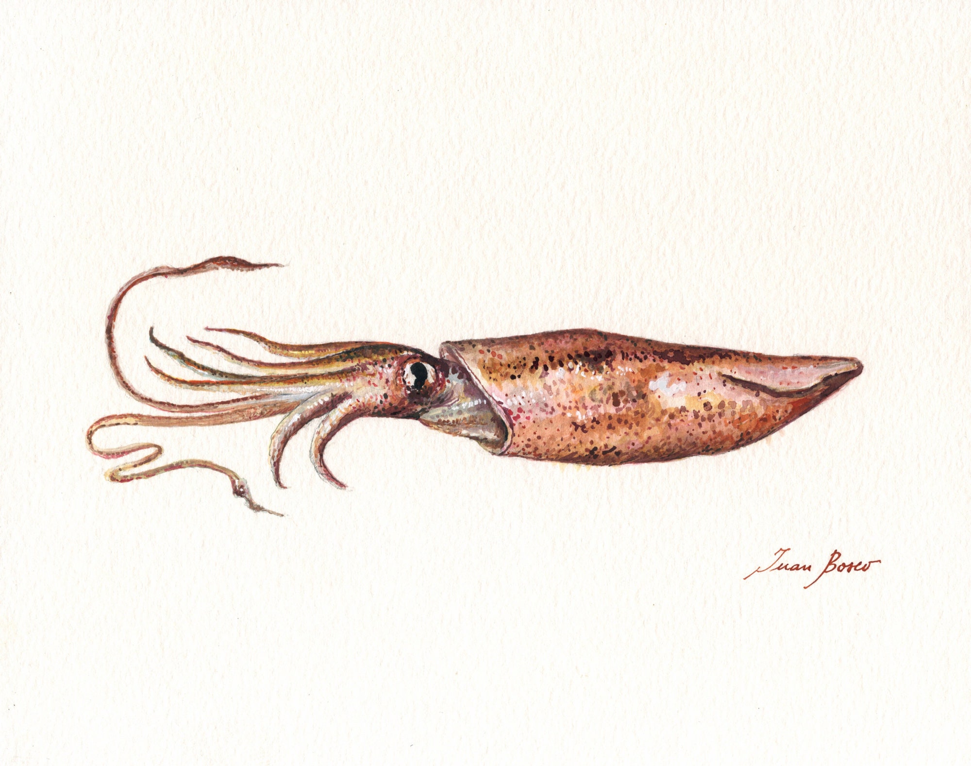 Squid Watercolor