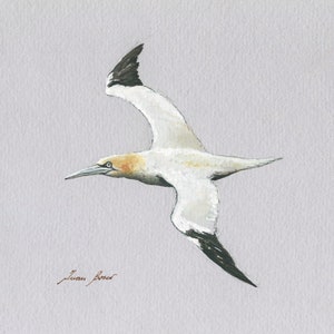 Albatross Watercolor on Paper Painting, Diomedeidae, Flying Albatross ...