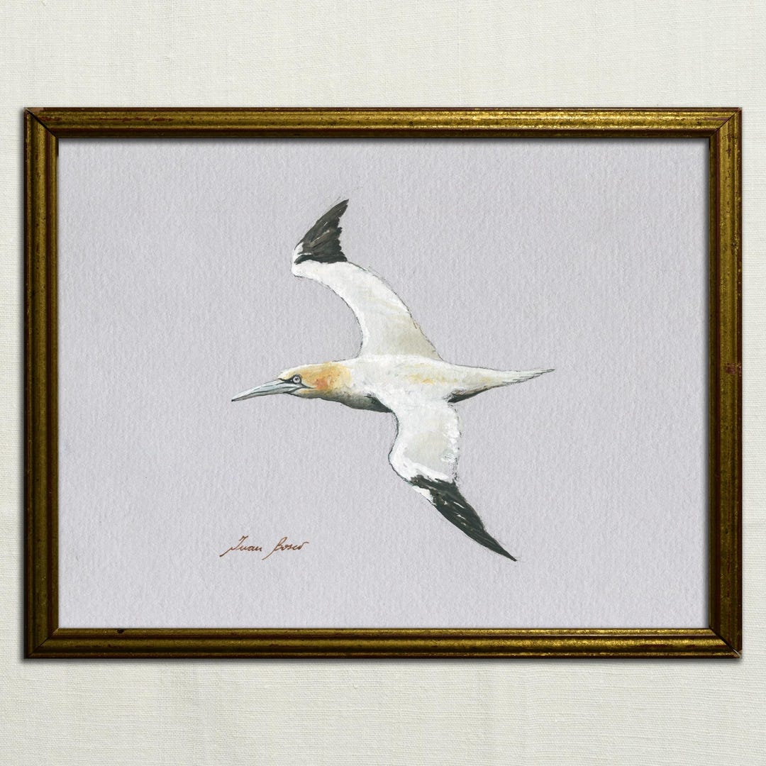 Albatross Watercolor on Paper Painting, Diomedeidae, Flying Albatross ...