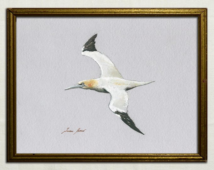 Albatross Watercolor on Paper Painting, Diomedeidae, Flying Albatross ...