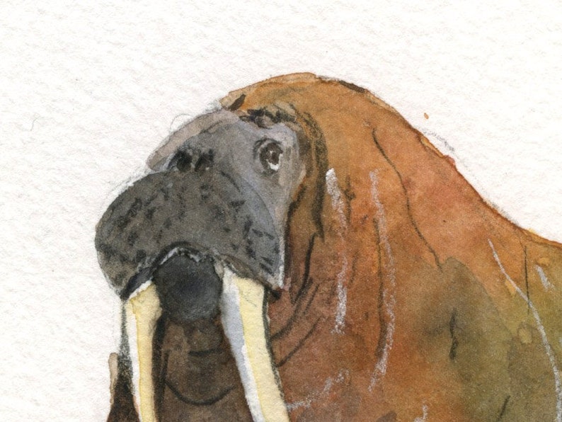 Walrus Painting Walrus Watercolor Walrus Print Walrus - Etsy