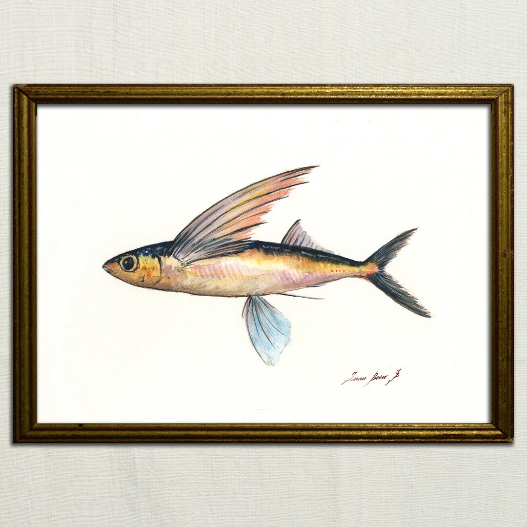 PRINT- Flying Fish- Fish Painting Art Print - Exocoetidae Fish Art ...