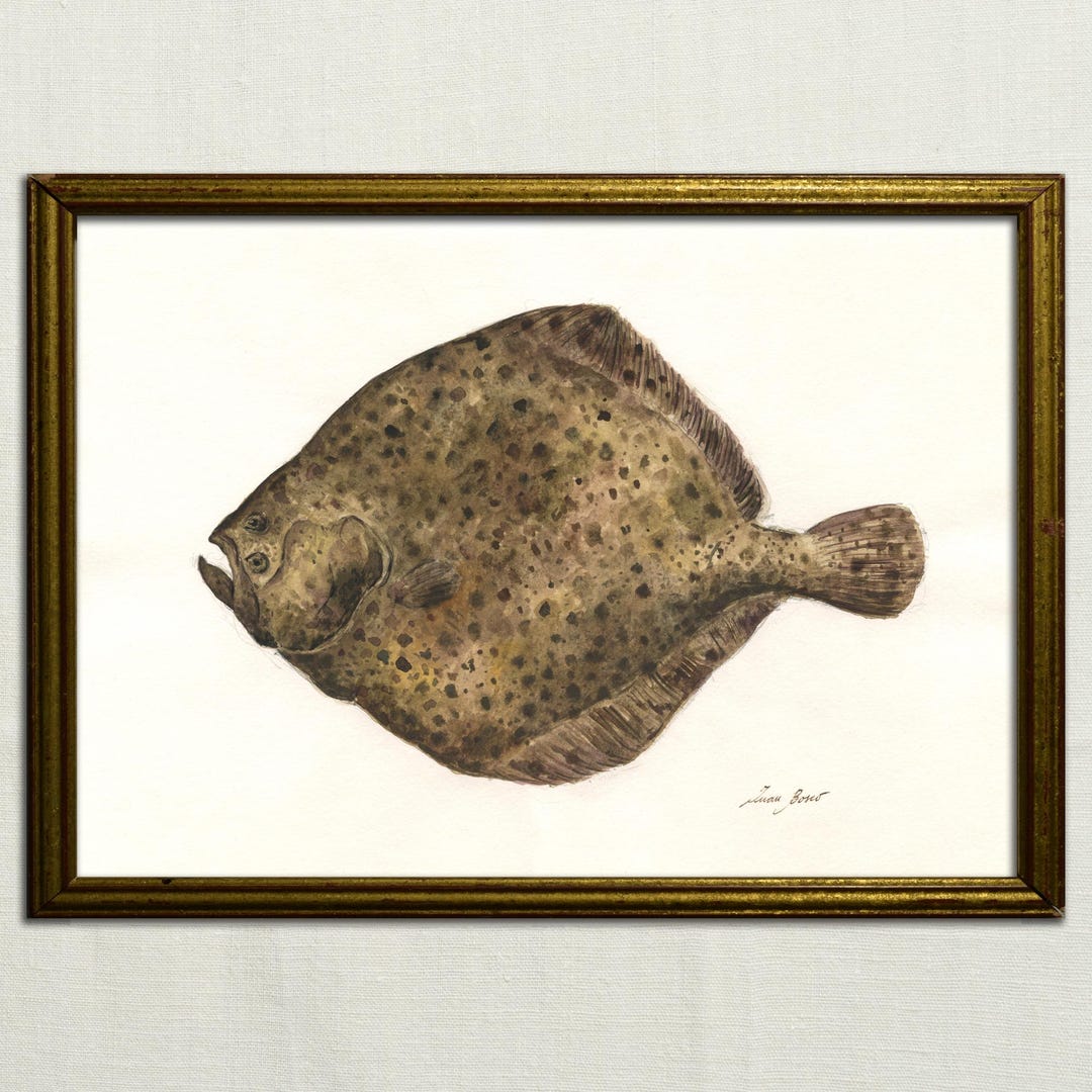 Turbot Fish Watercolor on Paper Painting, Turbot Illustration ...