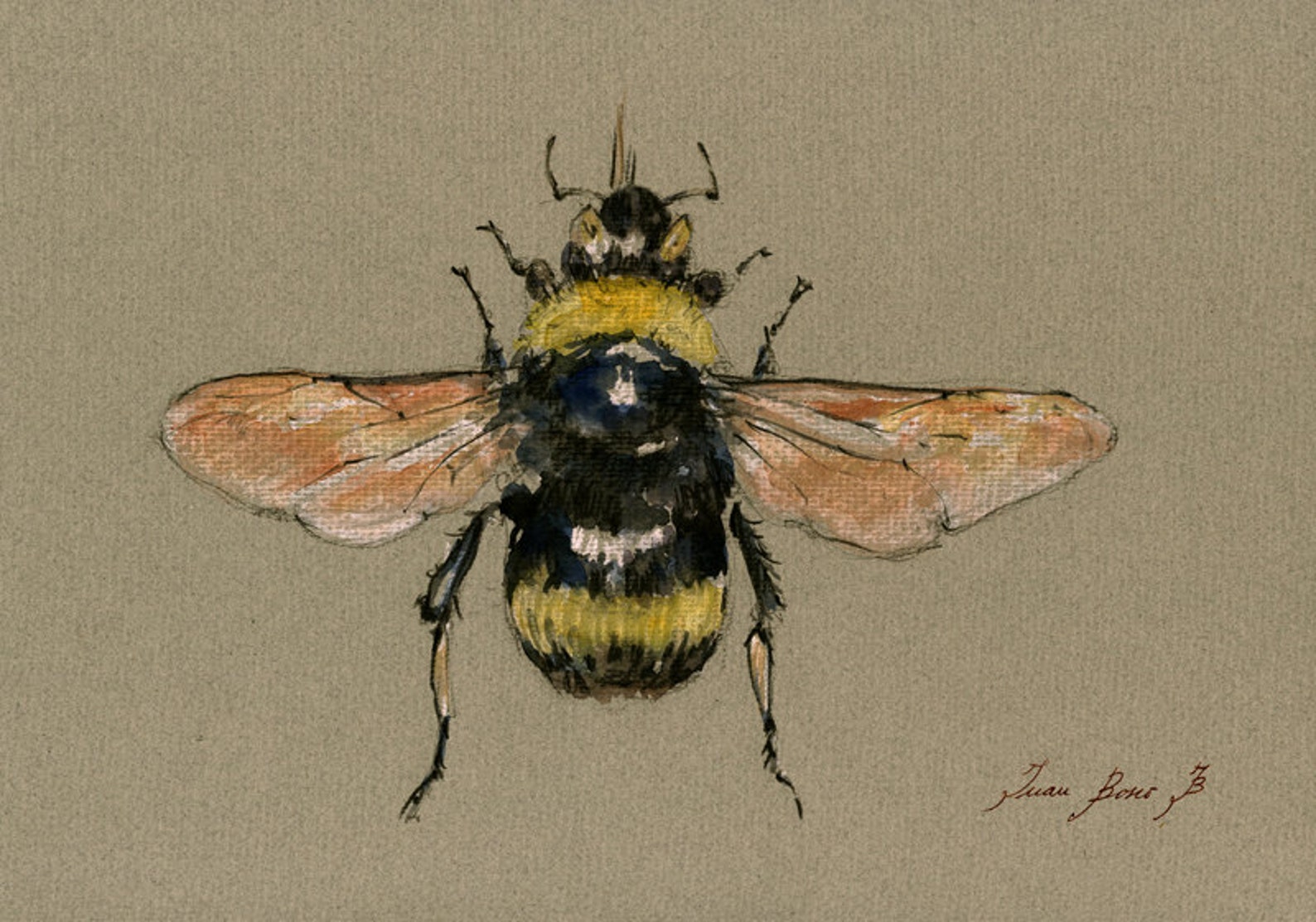 Print-bee Bumblebee Bombus Honey Insect Art Drawing Print - Etsy