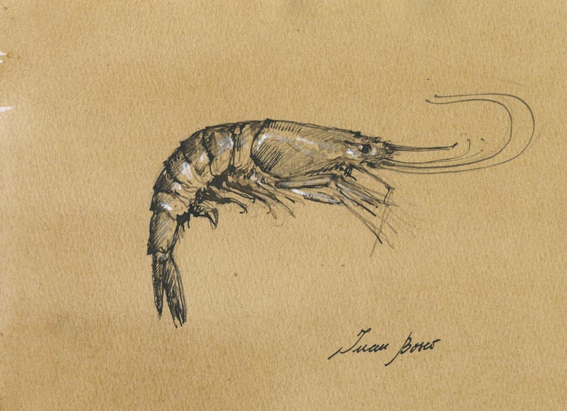 Original, NOT A PRINT - Shrimp Art, Crustacean Charcoal Sketch, Minimal ...