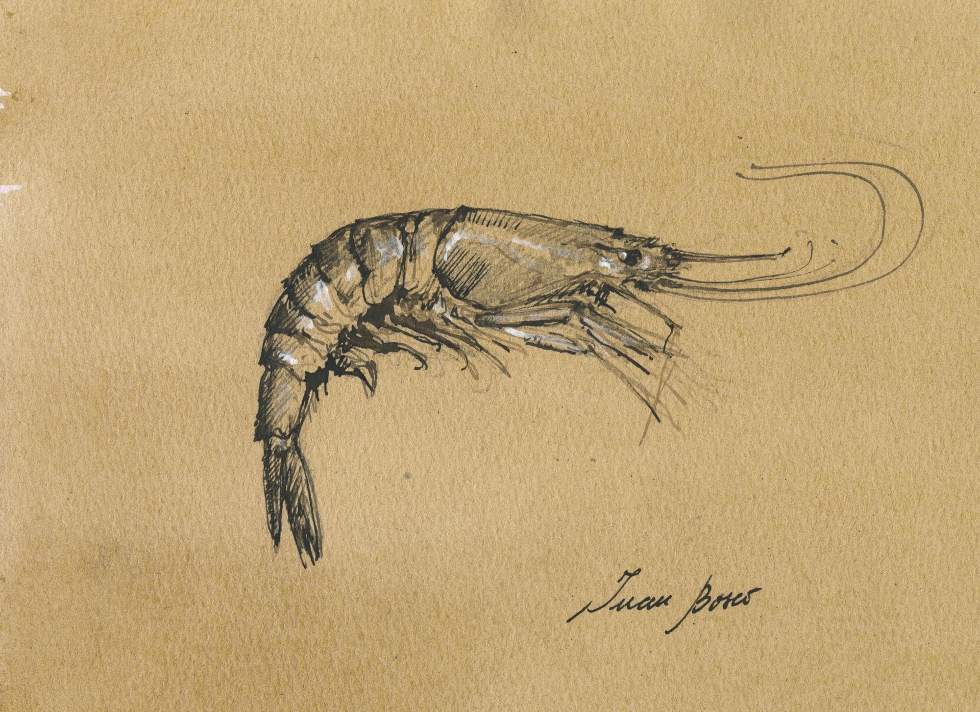 Original, NOT A PRINT - Shrimp Art, Crustacean Charcoal Sketch, Minimal ...