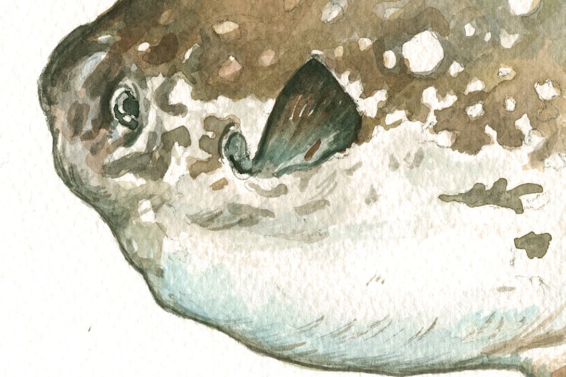PRINT Sunfish Mola Mola Fish Print Sunfish Painting Art - Etsy