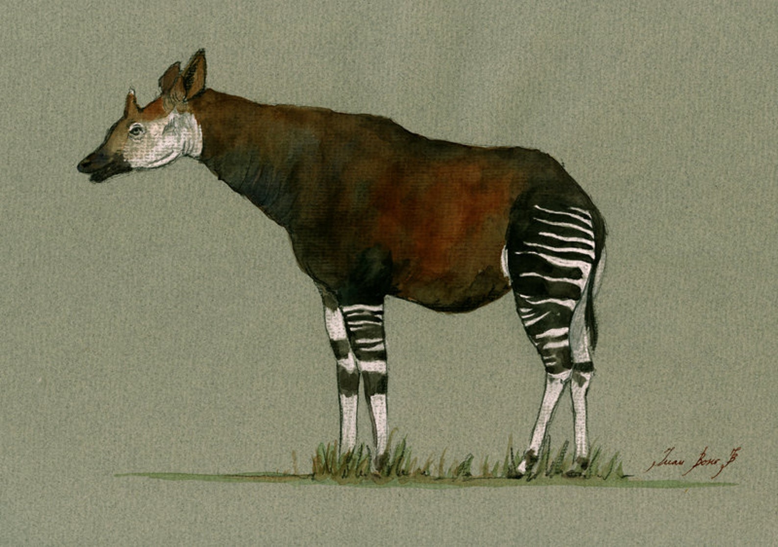 Print-okapi Animal-african Wild Opaki Gifaffe Family africa - Etsy