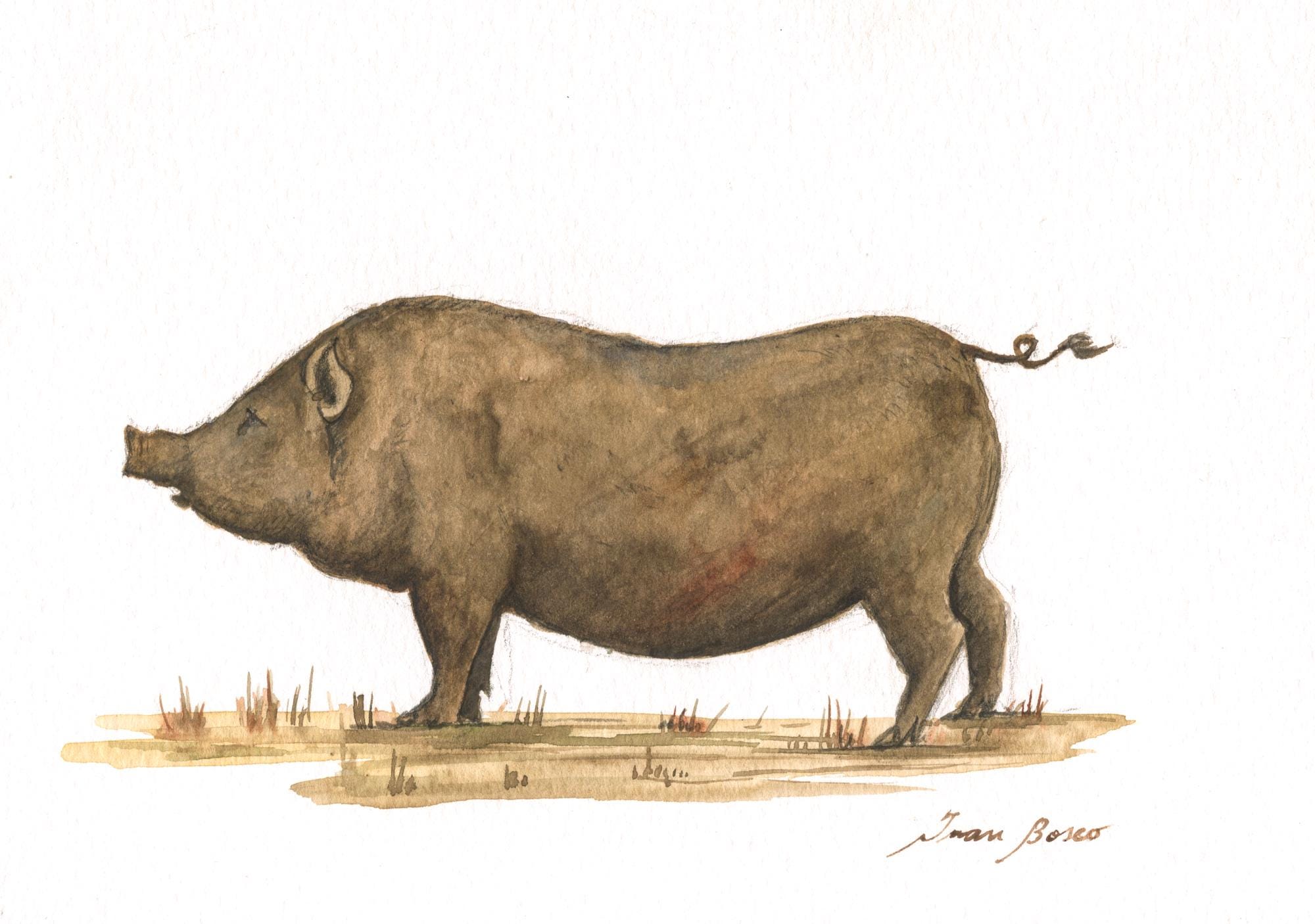 Brown Pig Watercolor on Paper Painting, Sus Domesticus, Brown Swine ...