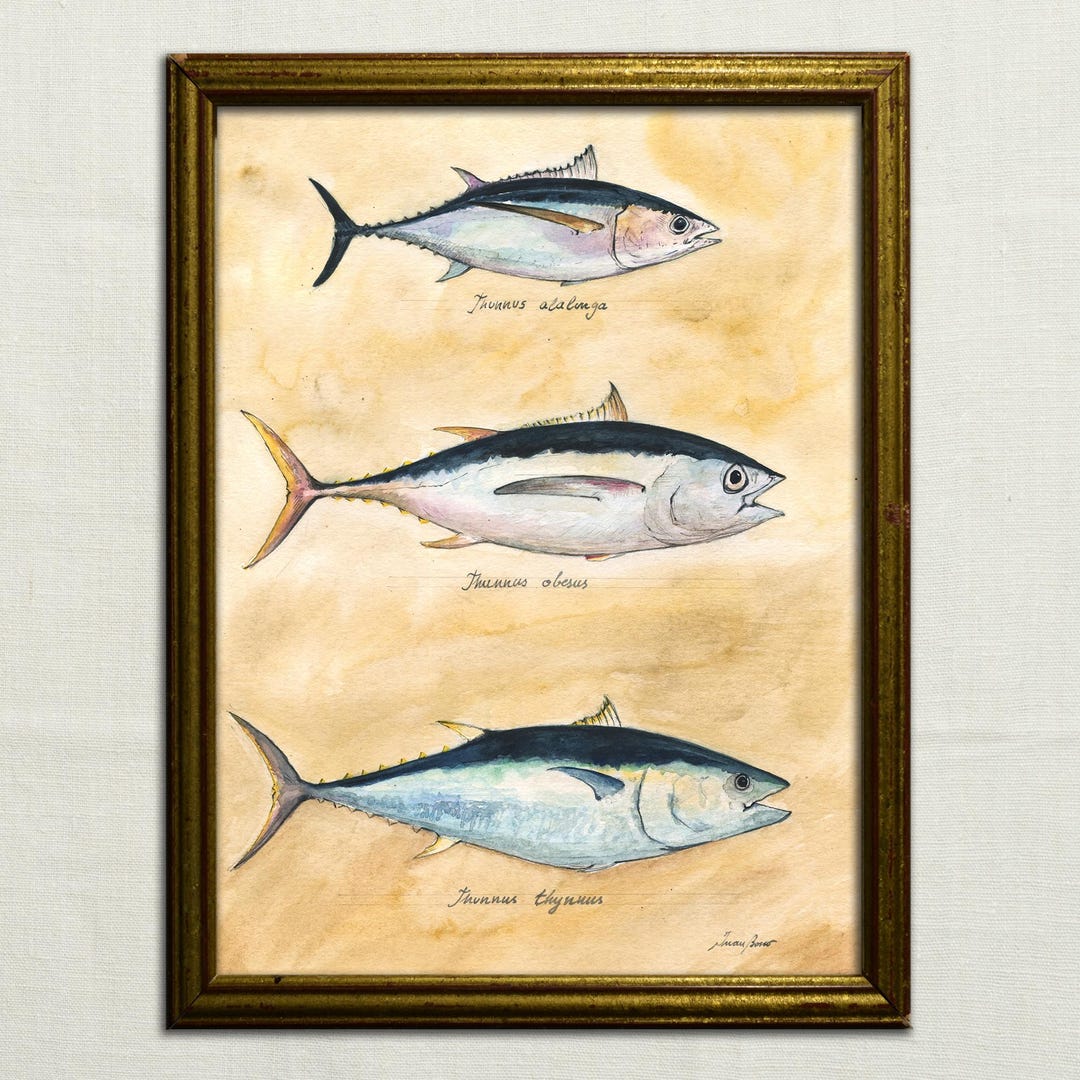Tuna Watercolor on Paper Painting, Bigeye Tuna Drawing, Longfin Tuna ...