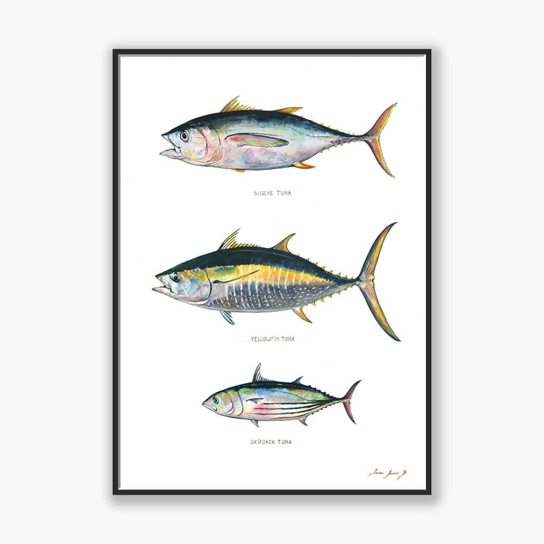 POSTER PRINT - Tuna Fish Species - Bigeye Yellowfin & Skipjack - Sport ... POSTER PRINT - Tuna Fish Species - Bigeye Yellowfin & Skipjack - Sport ...