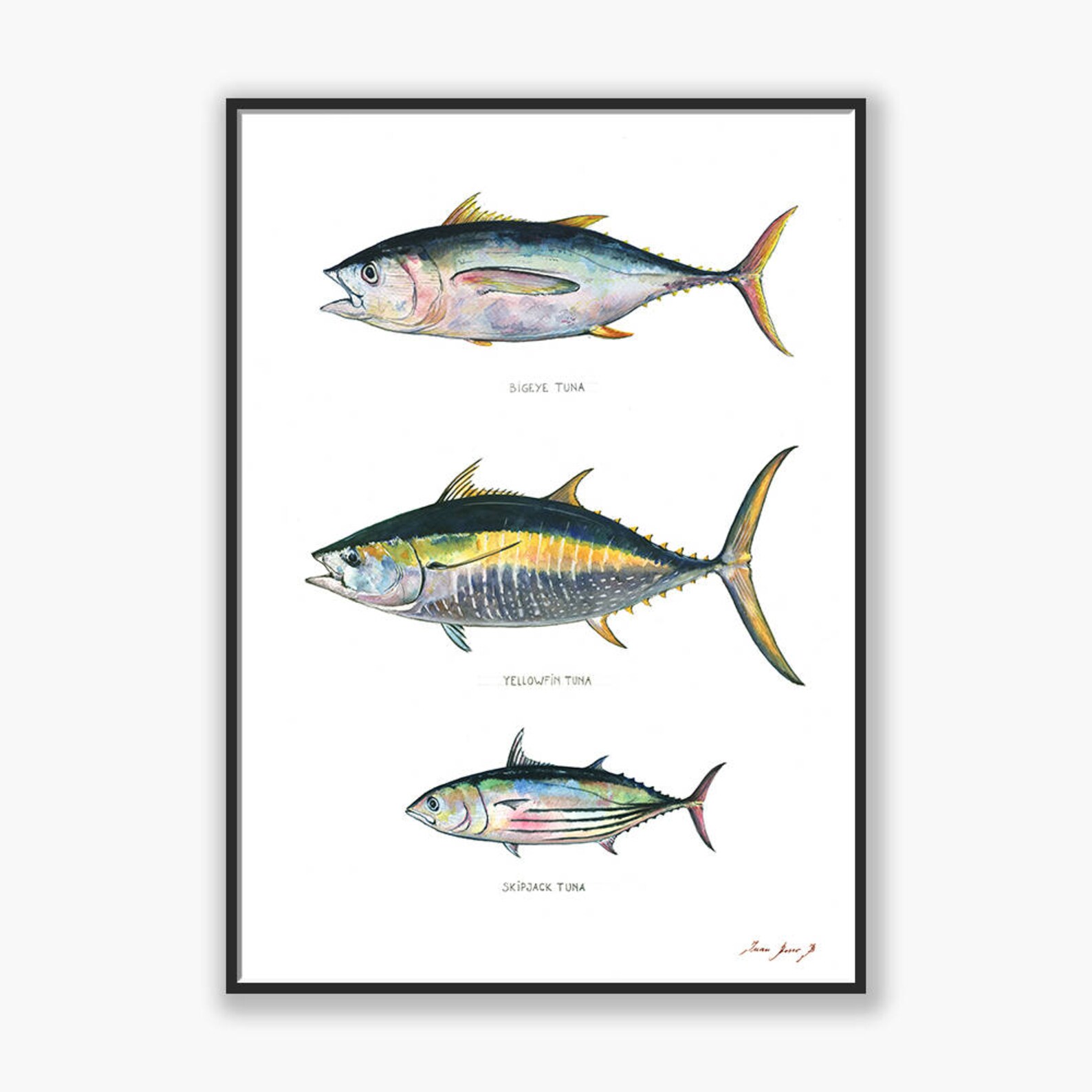 POSTER PRINT Tuna Fish Species Bigeye Yellowfin & Skipjack - Etsy