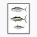 POSTER PRINT Tuna Fish Species Bigeye Yellowfin & Skipjack | Etsy