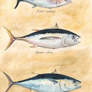 Tuna Watercolor on Paper Painting, Bigeye Tuna Drawing, Longfin Tuna ...