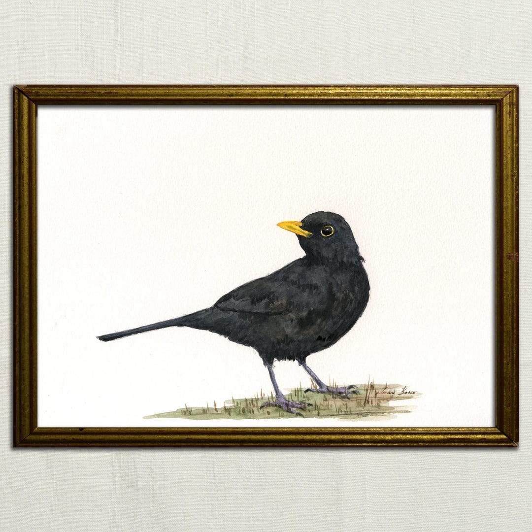 PRINT -blackbird Watercolor, Blackbird Print, Blackbird Painting, Bird ...