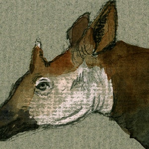 Print-okapi Animal-african Wild Opaki - Gifaffe Family -africa Safari ...