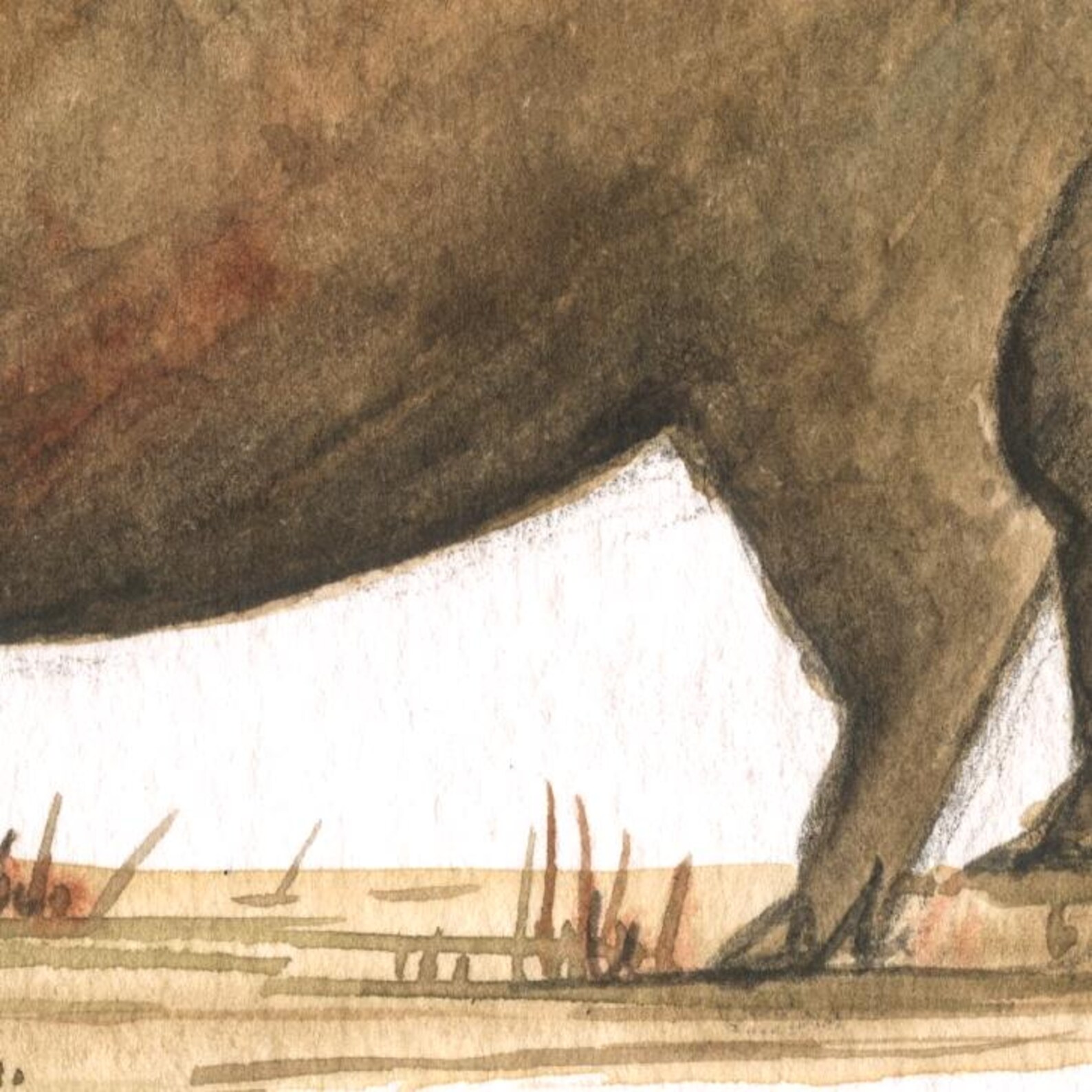 Brown Pig Watercolor on Paper Painting, Sus Domesticus, Brown Swine ...