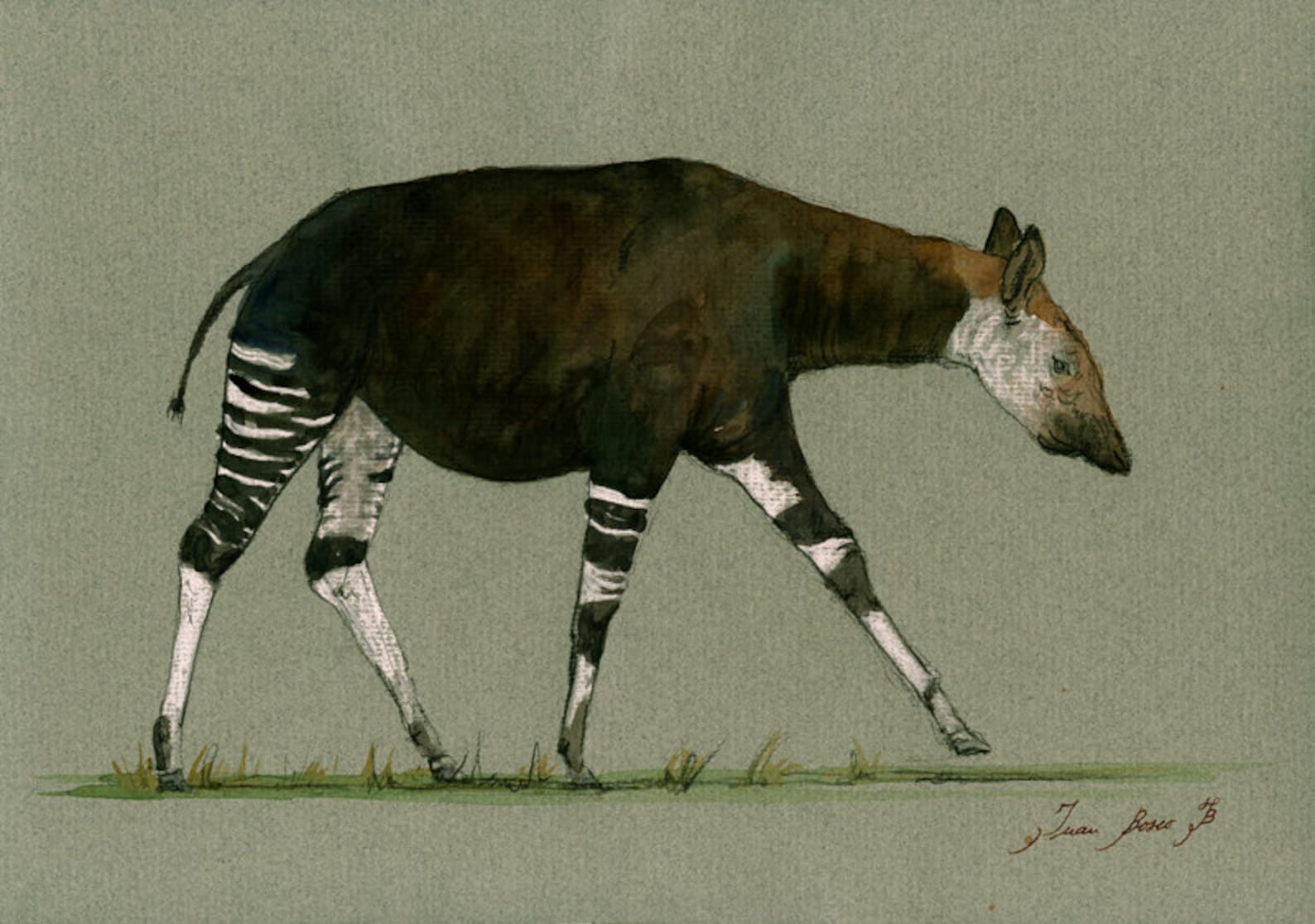 Print-okapi Animal-african Wild Opaki - Gifaffe Family -africa Safari ...