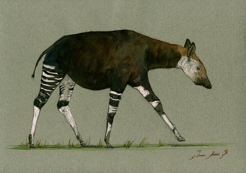 Print-okapi Animal-african Wild Opaki - Gifaffe Family -africa Safari ...