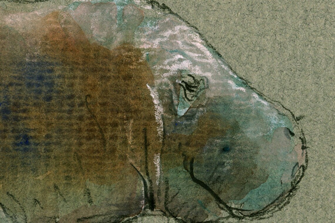 Print-manatee Sea Cow Mermaid Print Artwork Marine Mammal | Etsy