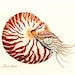 Nautilus Painting Nautilus Art Nautilus Print Nautilus - Etsy