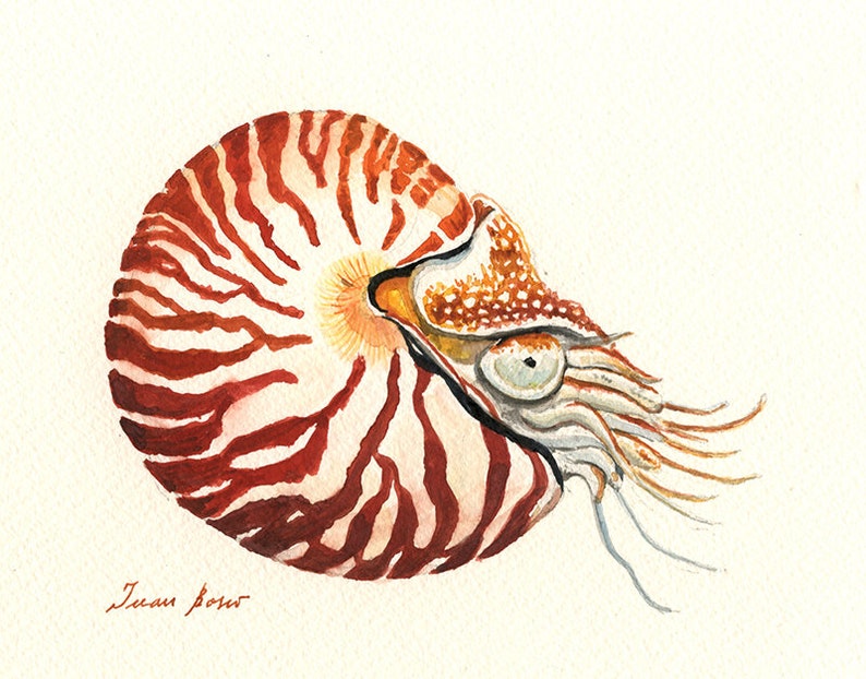 PRINT -nautilus Painting, Nautilus Art, Nautilus Print, Nautilus Animal ...