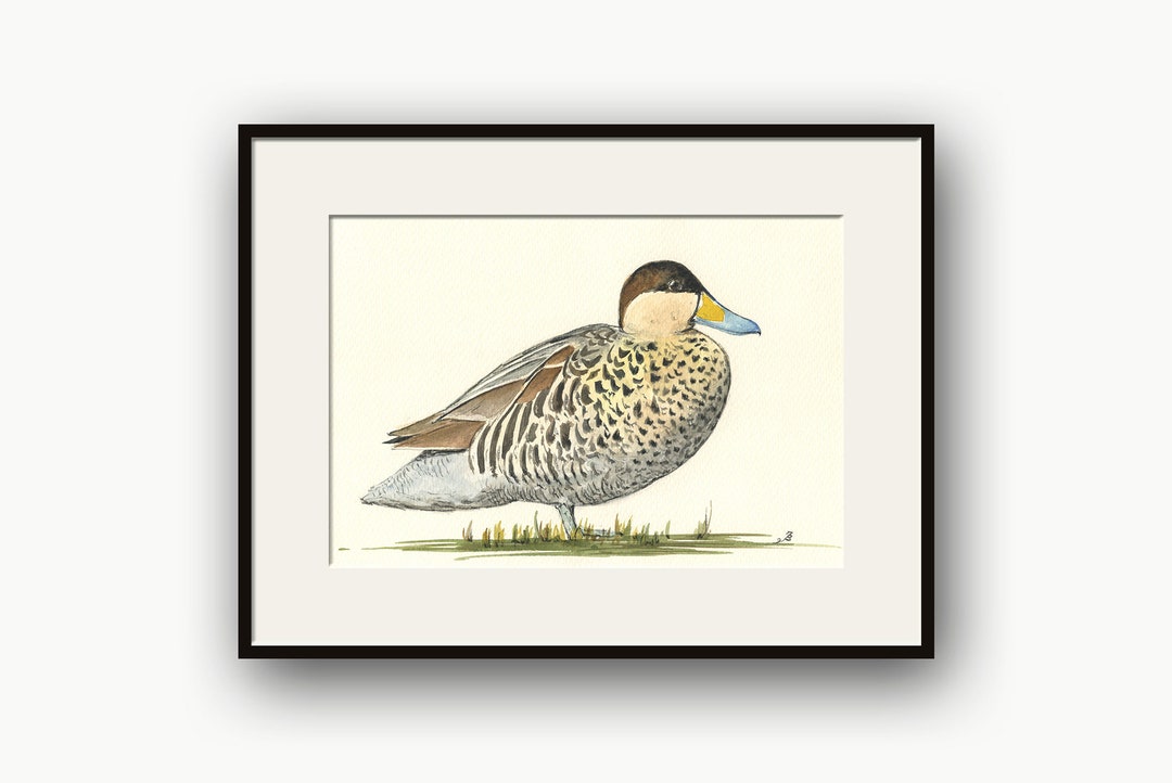 Silver Teal Duck Original Watercolor Painting, Duck Illustration, South ...