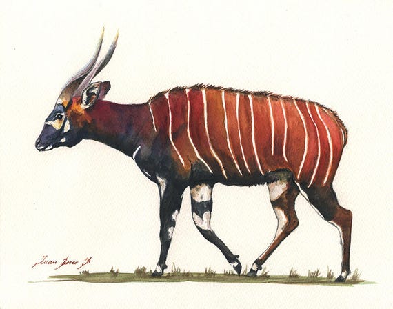 Bongo Animal Drawing