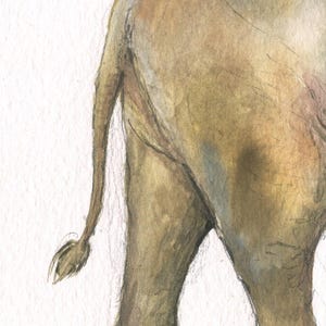 Asian Elephant Watercolor on Paper Painting, Elephas Maximus, Asiatic ...