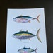 POSTER PRINT Tuna Fish Species Bigeye Yellowfin & Skipjack Sport ...