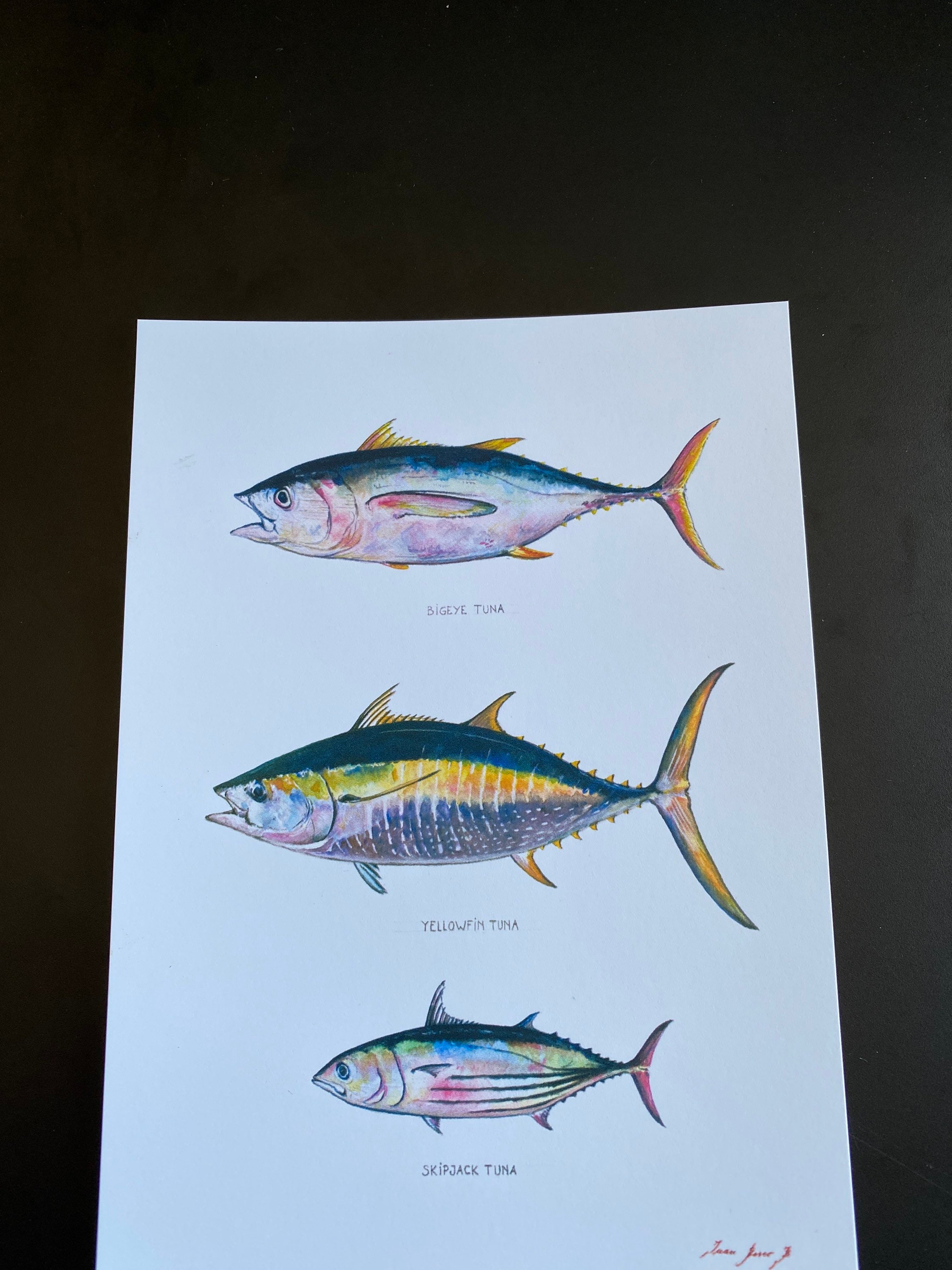 Yellowtail Tuna Drawing