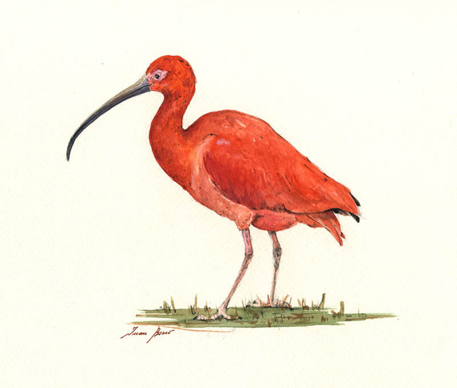 Scarlet ibis bird scarlet ibis artwork scarlet ibis | Etsy