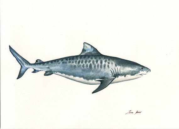 Tiger Shark Drawings