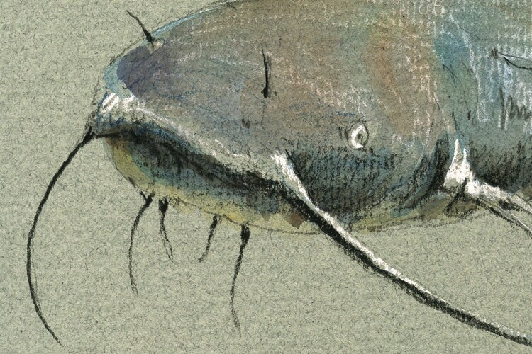 Print-catfish Fish Fishing Decor Catfish Painting Catfish - Etsy