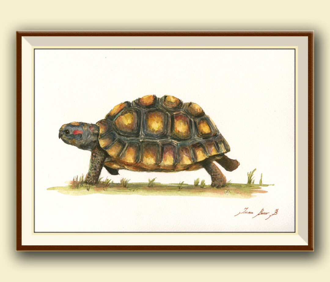 PRINT- Red Footed Tortoise - Tortoise South America Turtle -tortoise ...