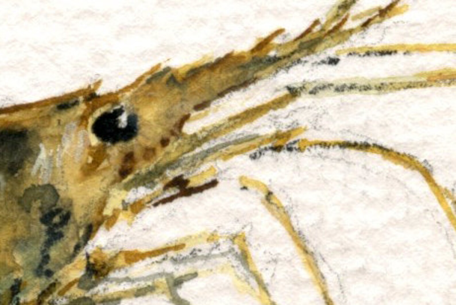 PRINT -prawn Painting, Shrimp Seafood Watercolor Art, Prawn Print ...