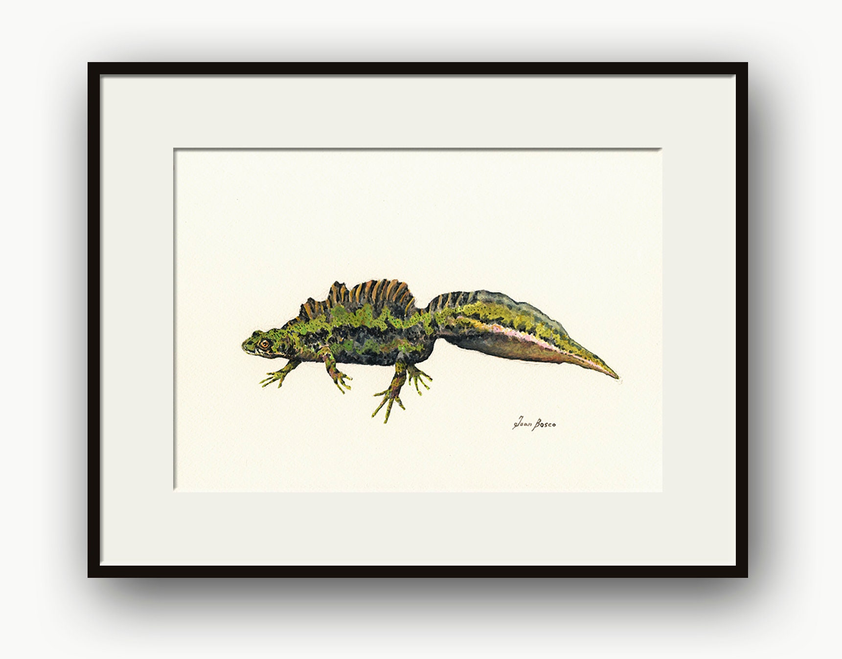 Northern Crested Newt