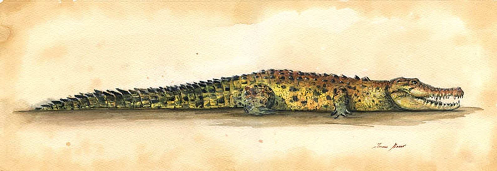 Saltwater Crocodile Watercolor Crocodile Painting Crocodile | Etsy