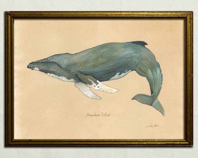 Humpback Whale Watercolor on Paper Painting, Megaptera Novaeangliae ...