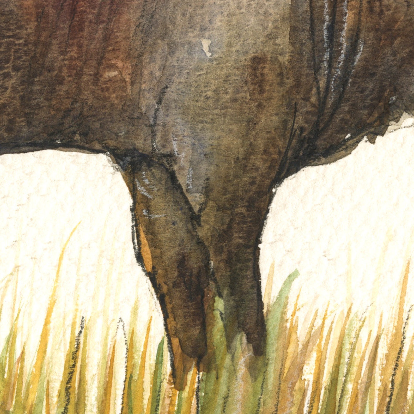 African Buffalo Watercolor on Paper Painting, Syncerus Caffer, Cape ...